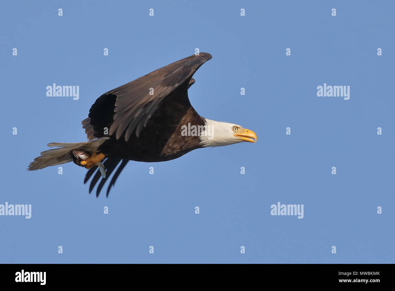 Bald Eagle with fish Stock Photo - Alamy
