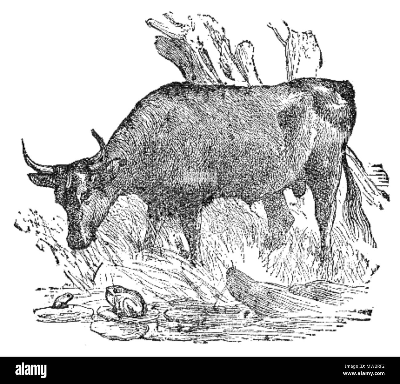 Expanded 16th century Black and White Stock Photos & Images - Alamy