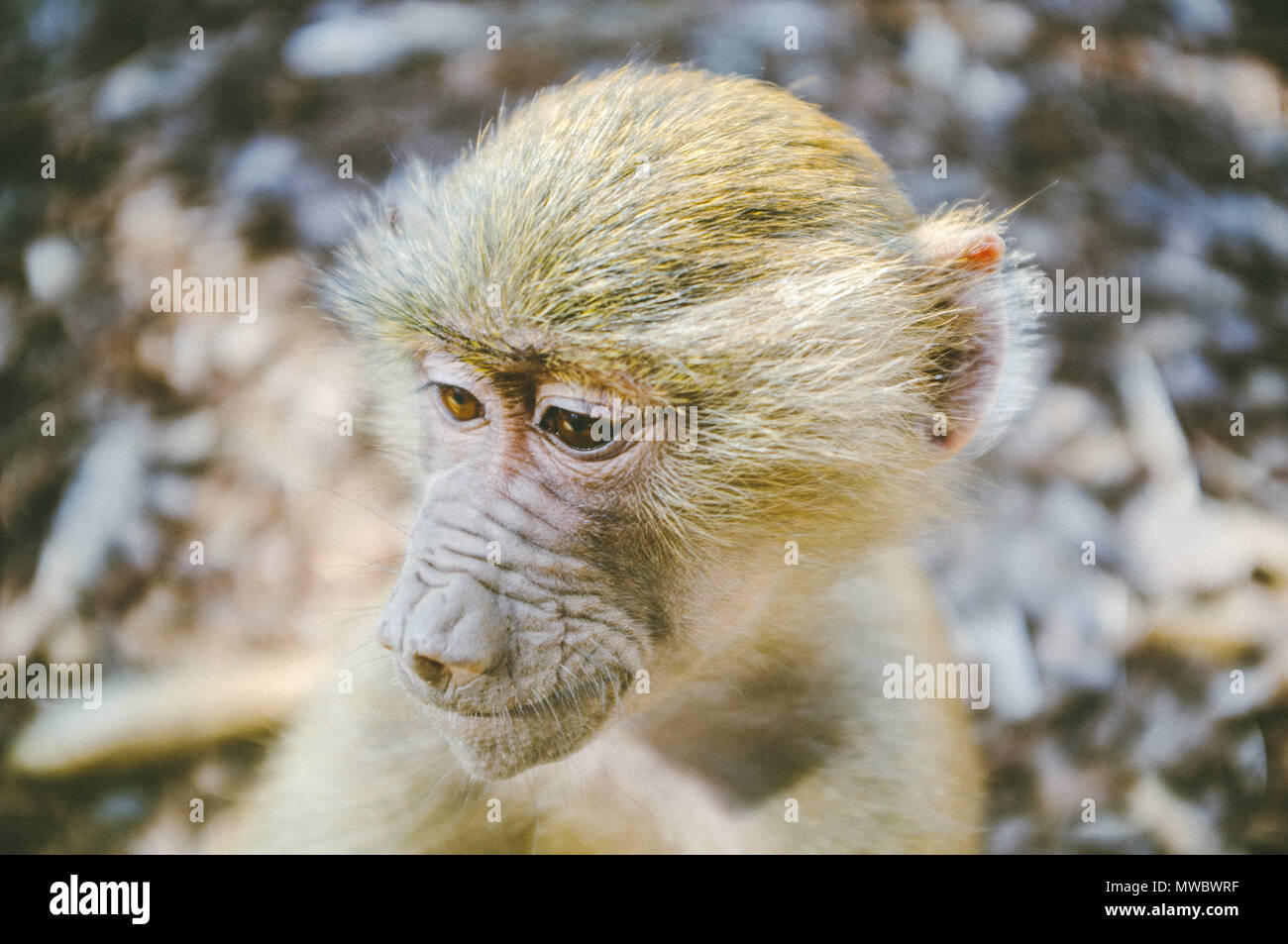 Sad baby baboon closeup portrait on blurred background Stock Photo - Alamy