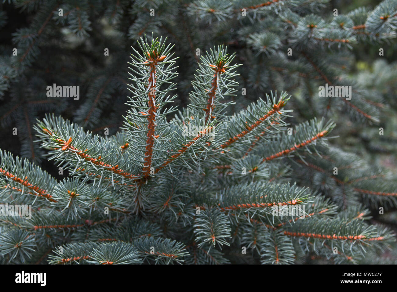 Young spruce sprout hi-res stock photography and images - Alamy