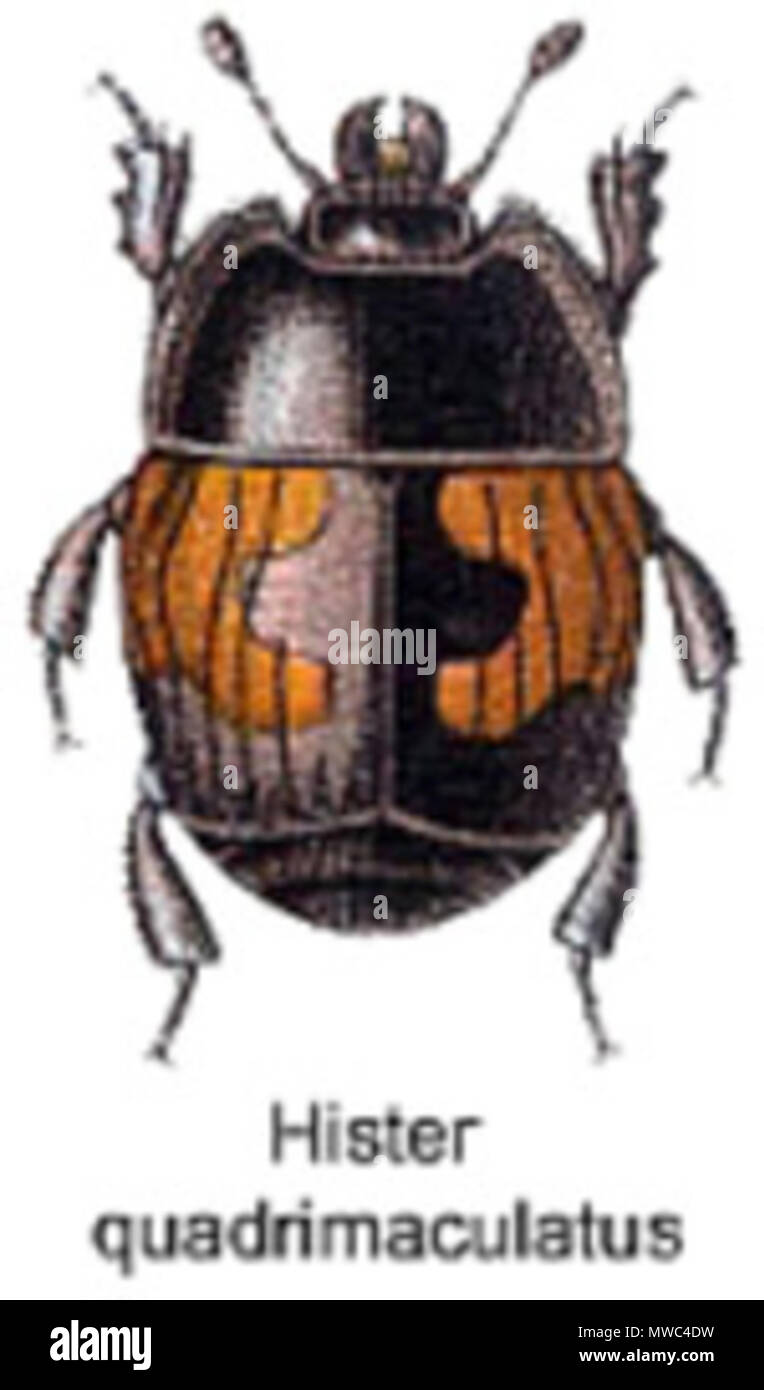 279 Hister quadrimaculatus Stock Photo - Alamy