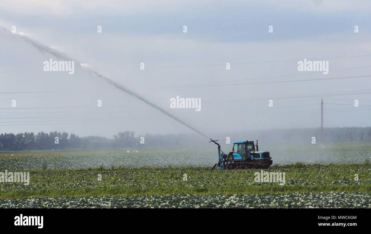 Irrigation system cabbage hi-res stock photography and images - Alamy