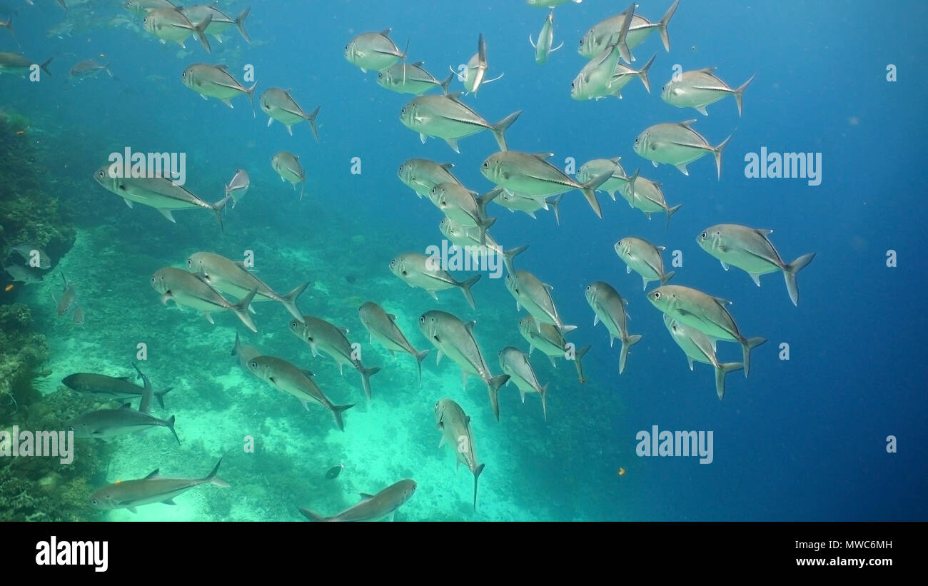 Jack fish hi-res stock photography and images - Alamy