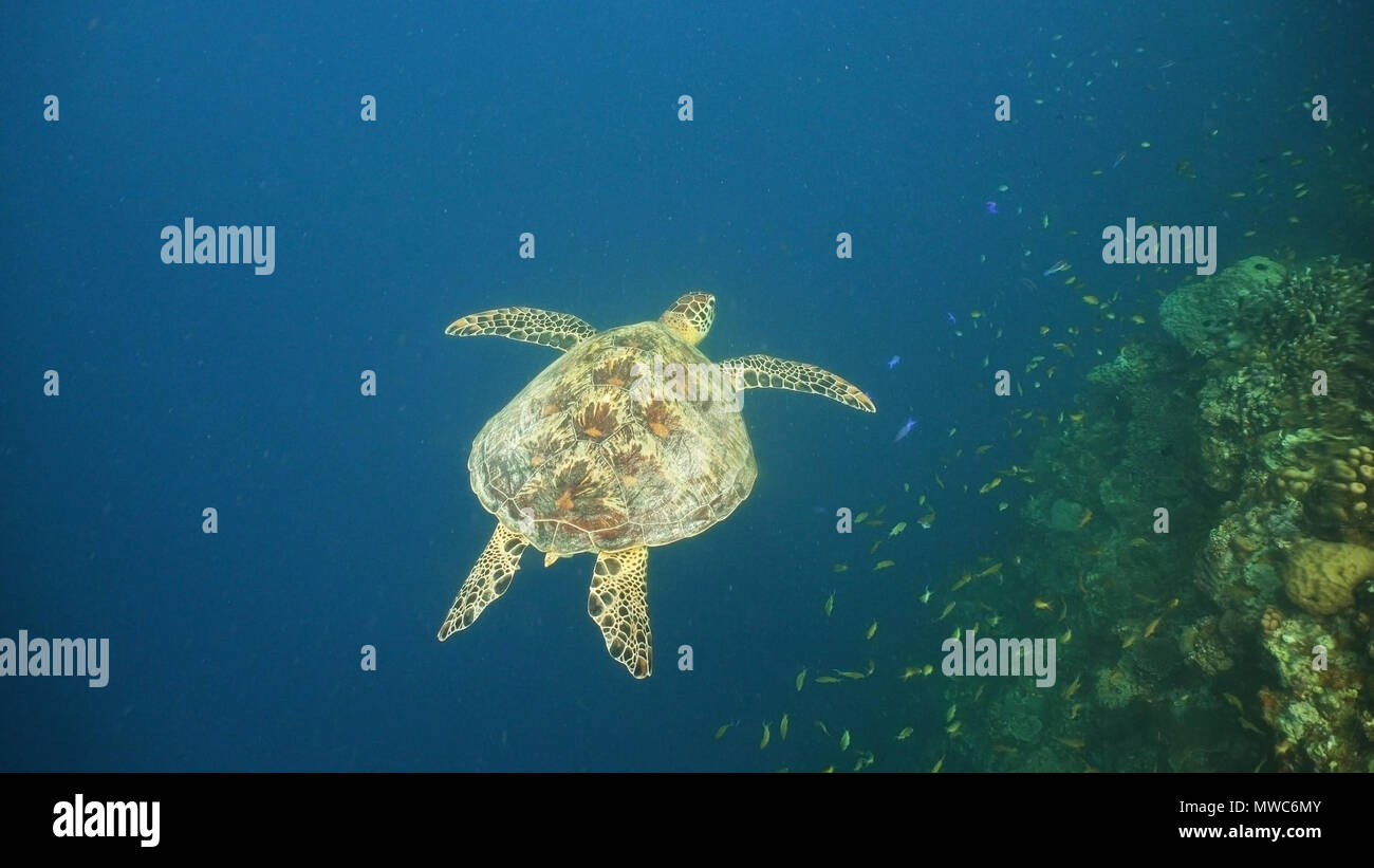 Sea turtle swimming underwater in the sea. Turtle moves its flippers in ...