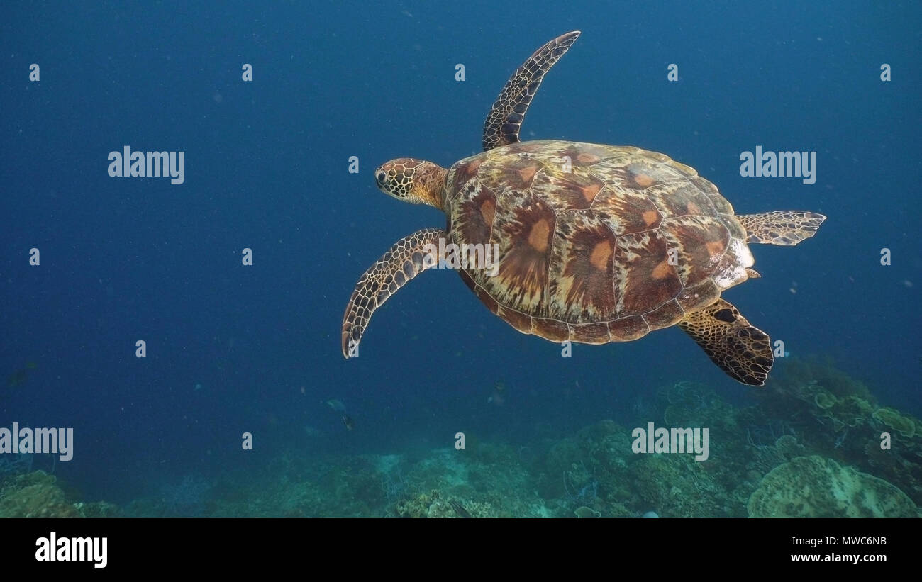 Sea turtle swimming underwater in the sea. Turtle moves its flippers in ...