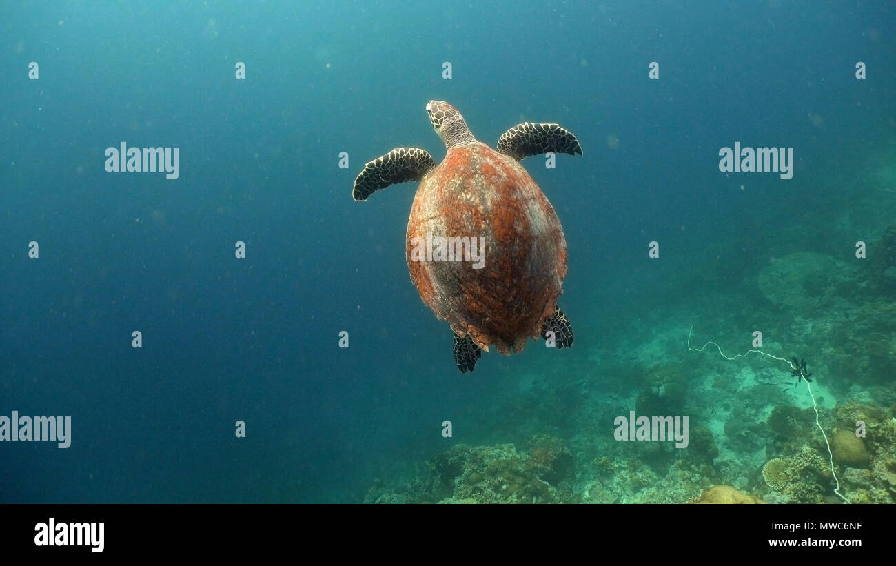 Sea turtle swimming underwater in the sea. Turtle moves its flippers in ...