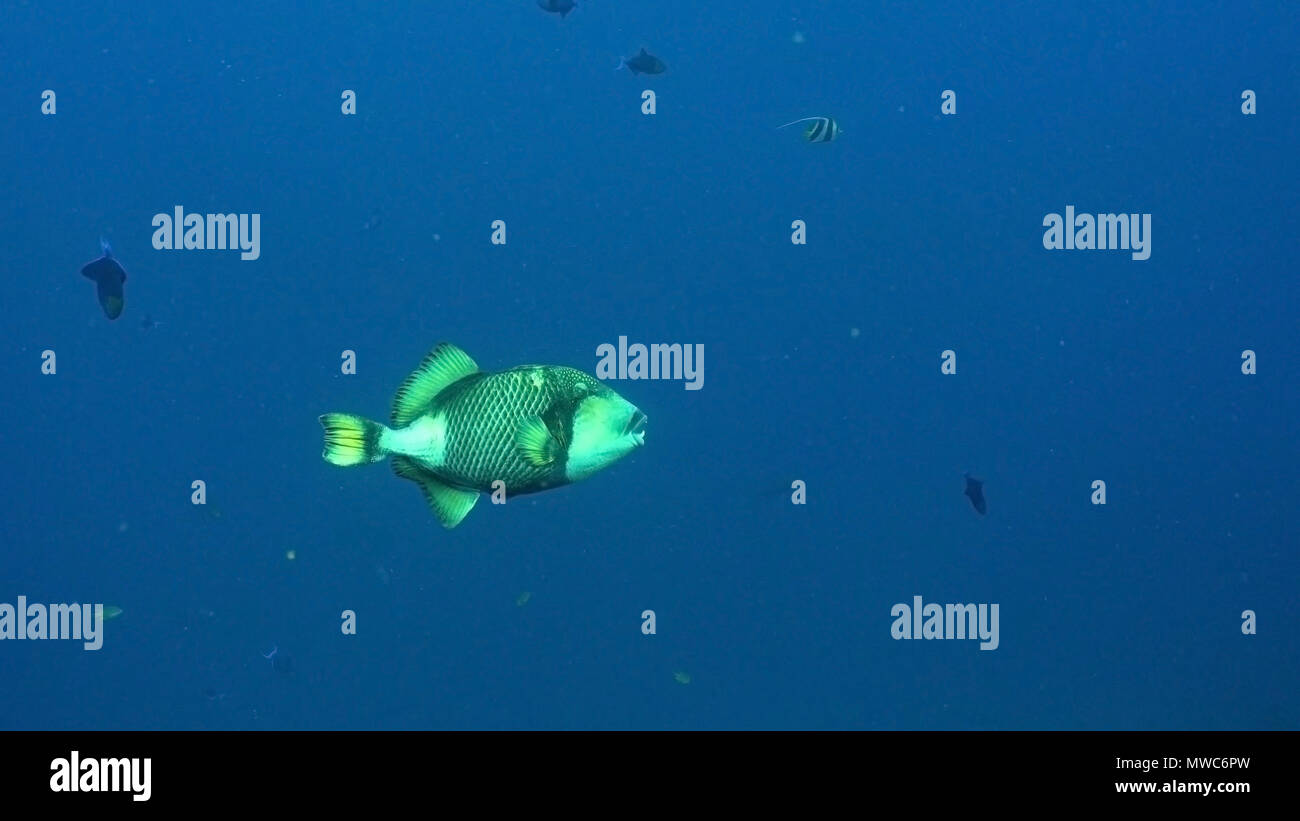 Giant Triggerfish on a coral reef. Dive, underwater world, corals and ...