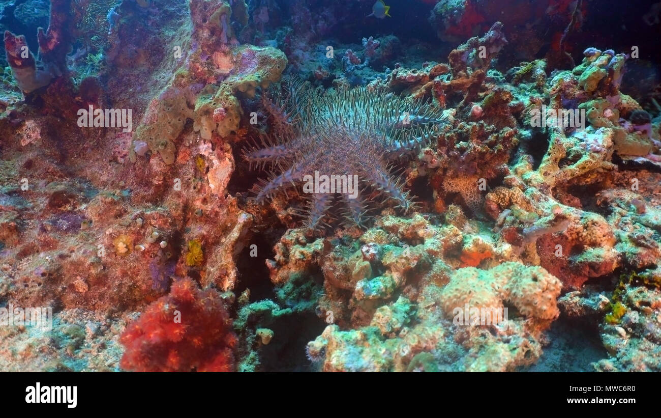 Crown of thorn starfish coral reef. Dive, underwater world, corals and ...