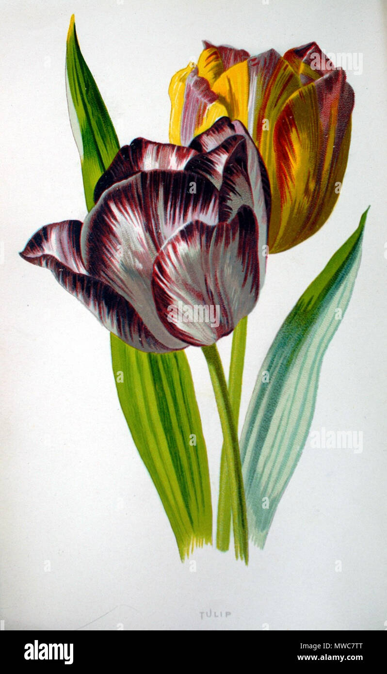 . English: Tulip, plate in Shirley Hibberd's 'Familiar garden flowers ...