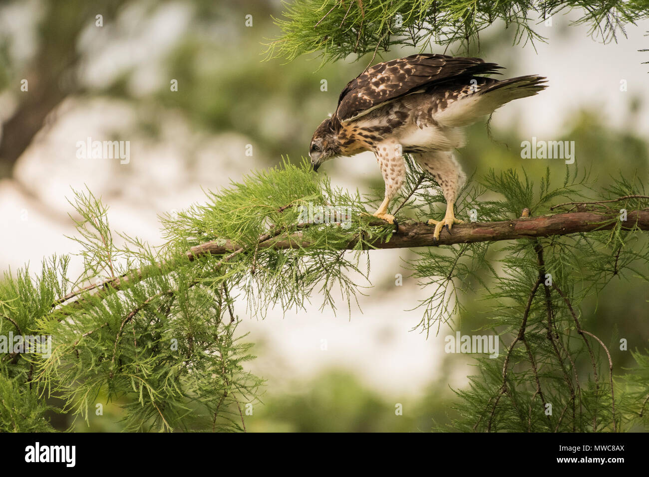 A fledgling red-tailed hawk (Buteo jamaicensis) in a tree. It has not ...