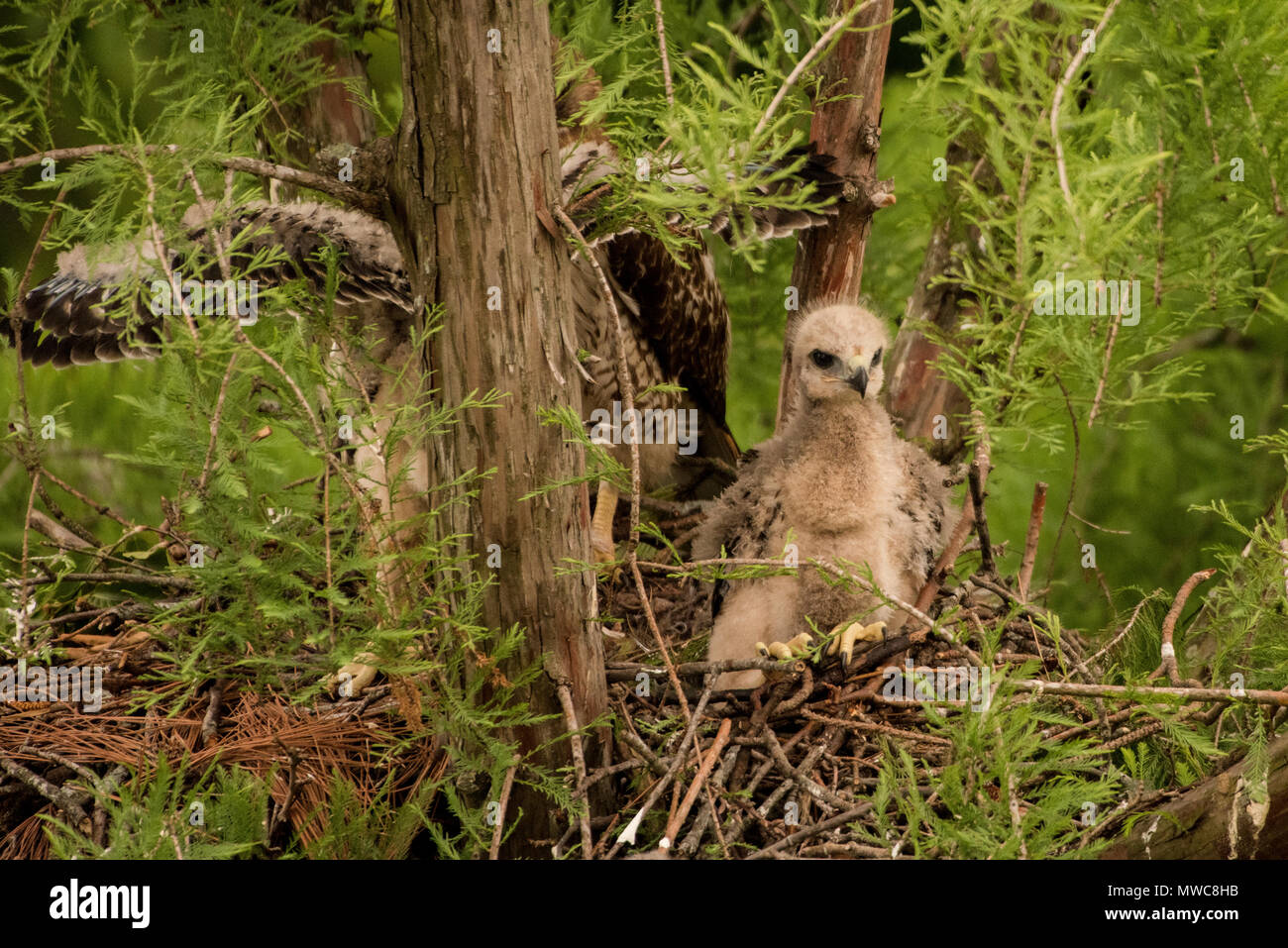 Red tailed hawk nest hi-res stock photography and images - Alamy