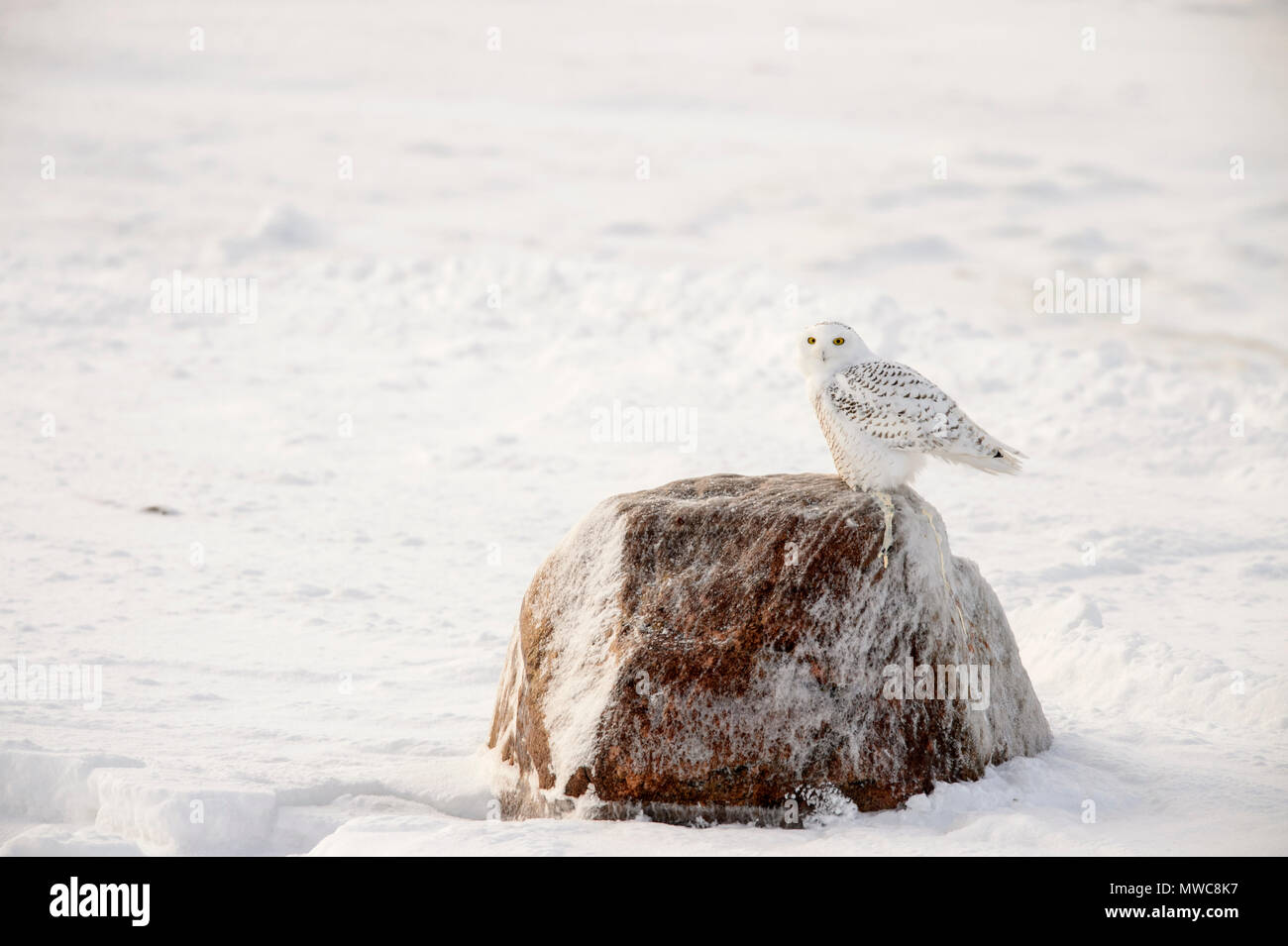 Snowy owl (Bubo scandiacus) Female hunting rodents along Hudson Bay ...
