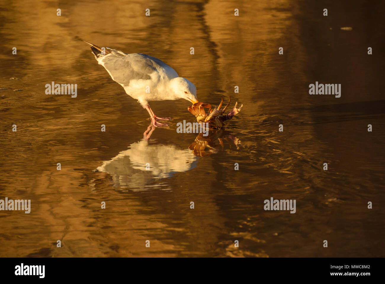 Western gull (Larus occidentalis) killing and eating a crab, Hug Point ...