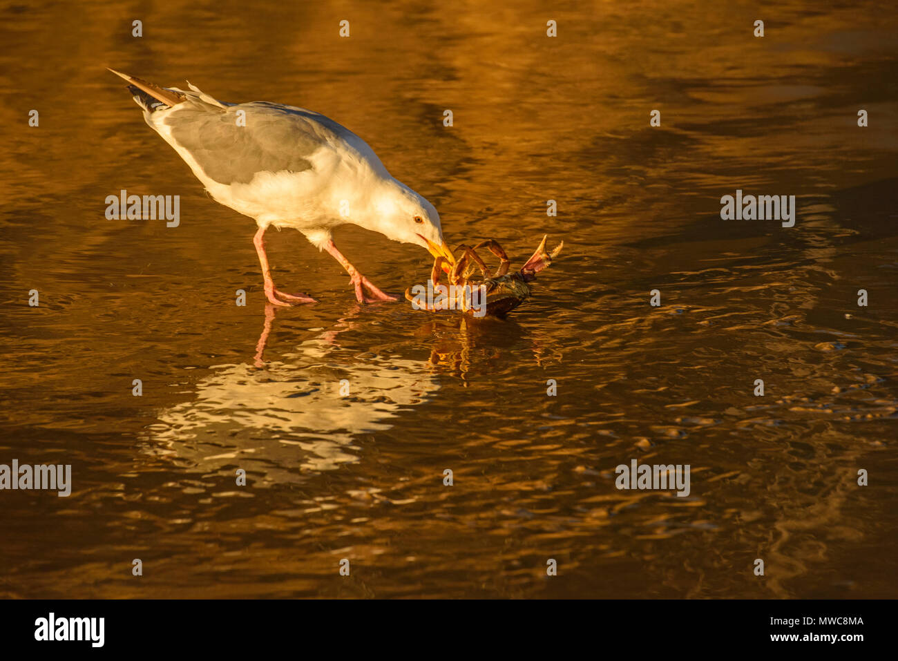 Western gull (Larus occidentalis) killing and eating a crab, Hug Point ...