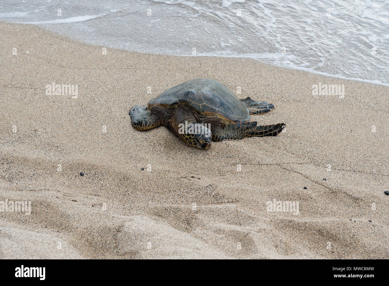 Turtle legs head tail hi-res stock photography and images - Alamy