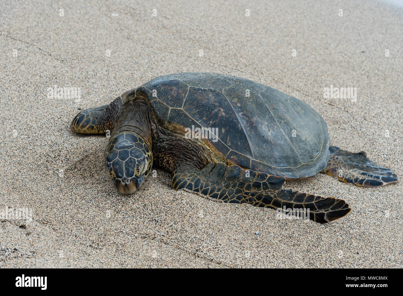Large sea turtle at the beach on the Big Island of Hawaii Stock Photo ...
