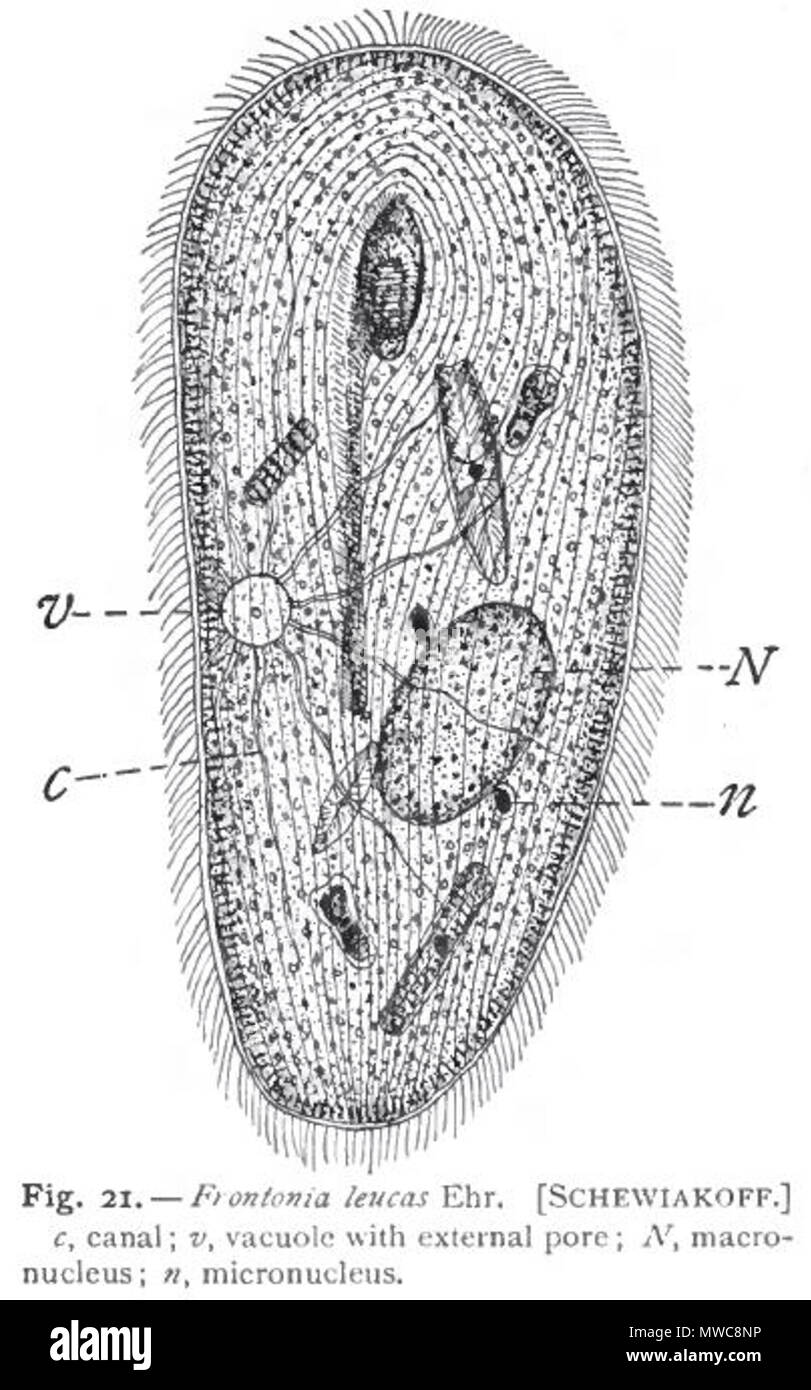 . English: Illustration of Frontonia Leucas, from Gary N. Calkins ...