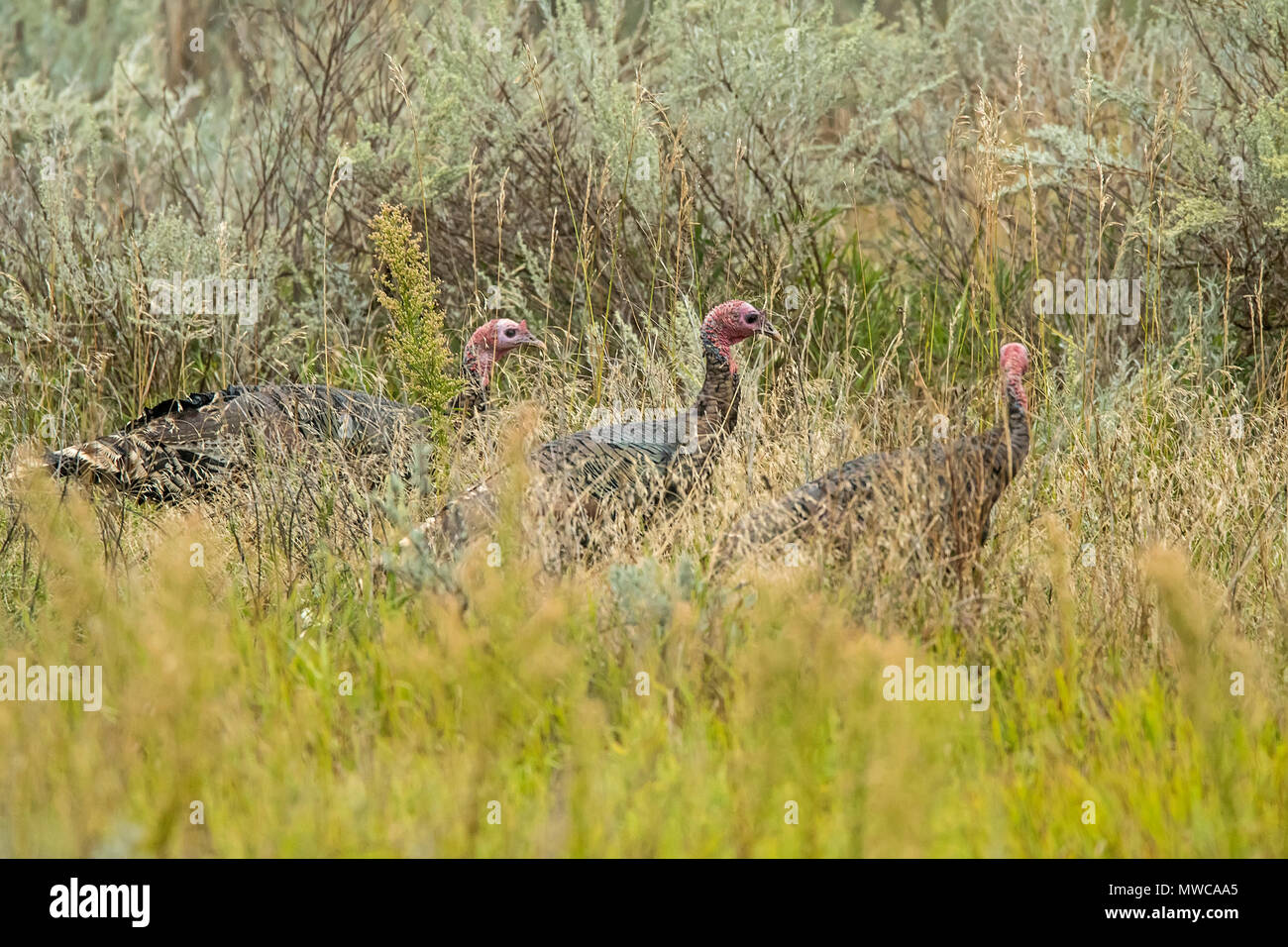 Wild turkey (Meleagris gallopavo), Theodore Roosevelt NP (South Unit ...