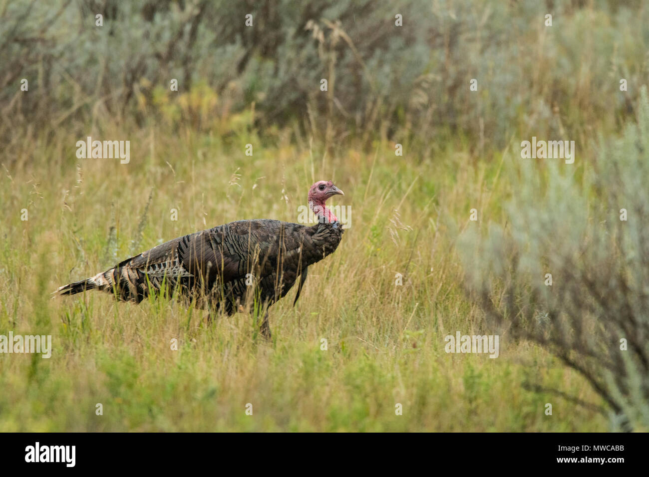 Wild turkey (Meleagris gallopavo), Theodore Roosevelt NP (South Unit ...