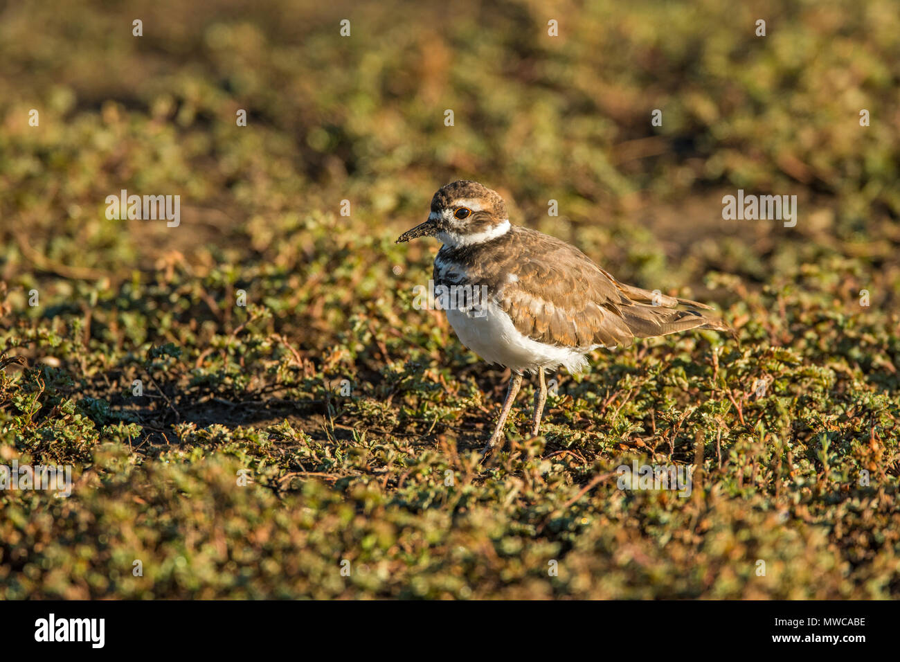 Killdeer north dakota hi-res stock photography and images - Alamy