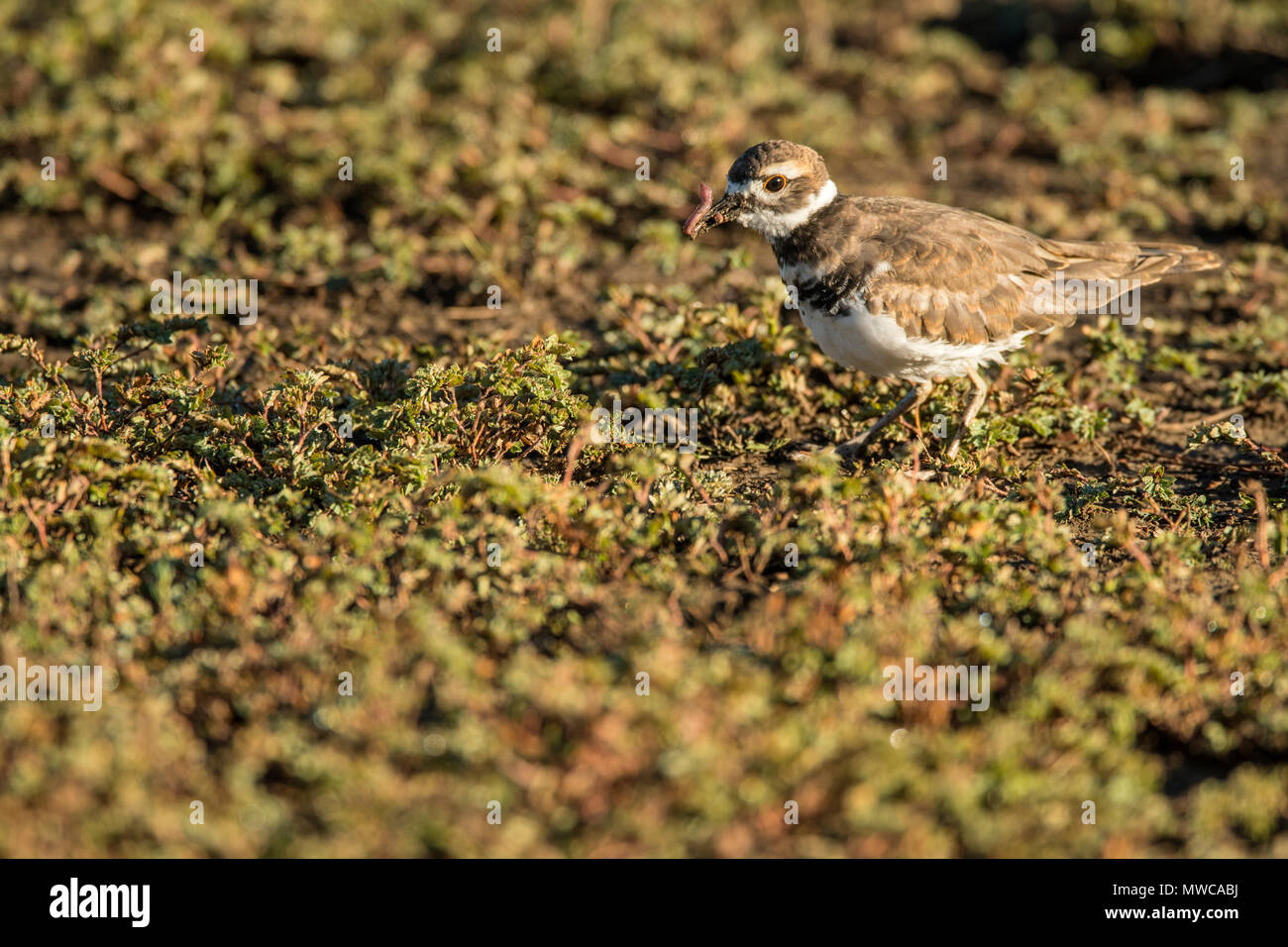 Killdeer north dakota hi-res stock photography and images - Alamy
