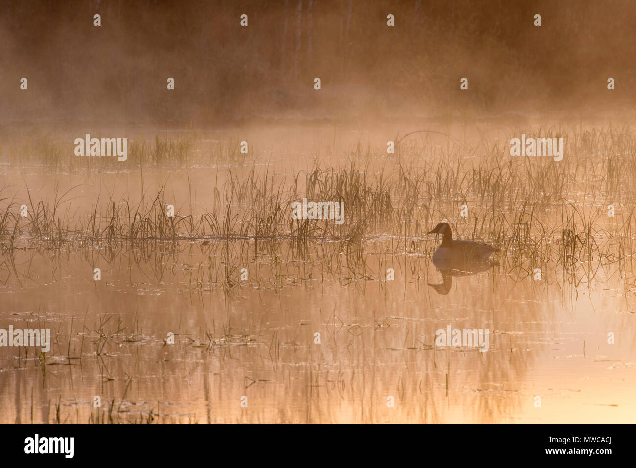 Canada goose (Branta canadensis) loafing in a beaver pond at dawn ...