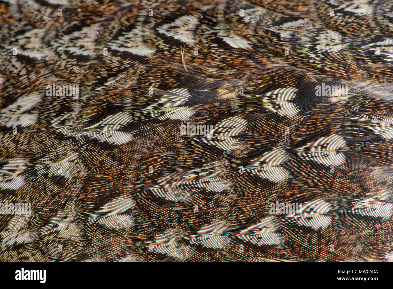 Ruffed grouse (Bonassa umbellus) Feather detail in a dead specimen ...