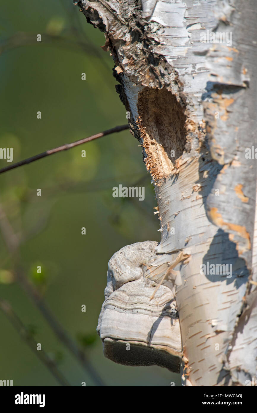 Northern flicker (Colaptes auratus) Nest cavity in dead birch tree ...
