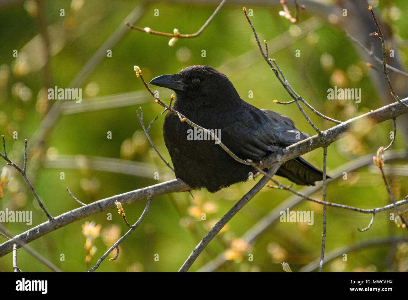 Adult raven corvus corax perched hi-res stock photography and images ...