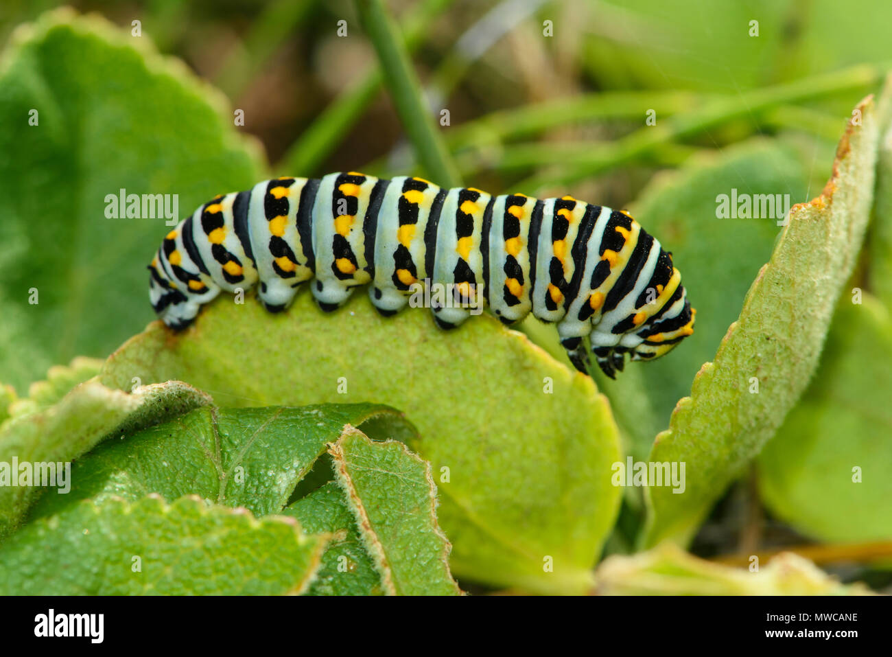 Oregon swallowtail papilio oregonius hi-res stock photography and ...