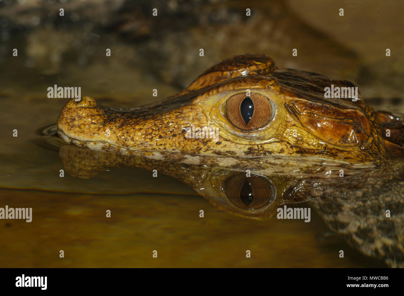 Dwarf Caiman Enclosure