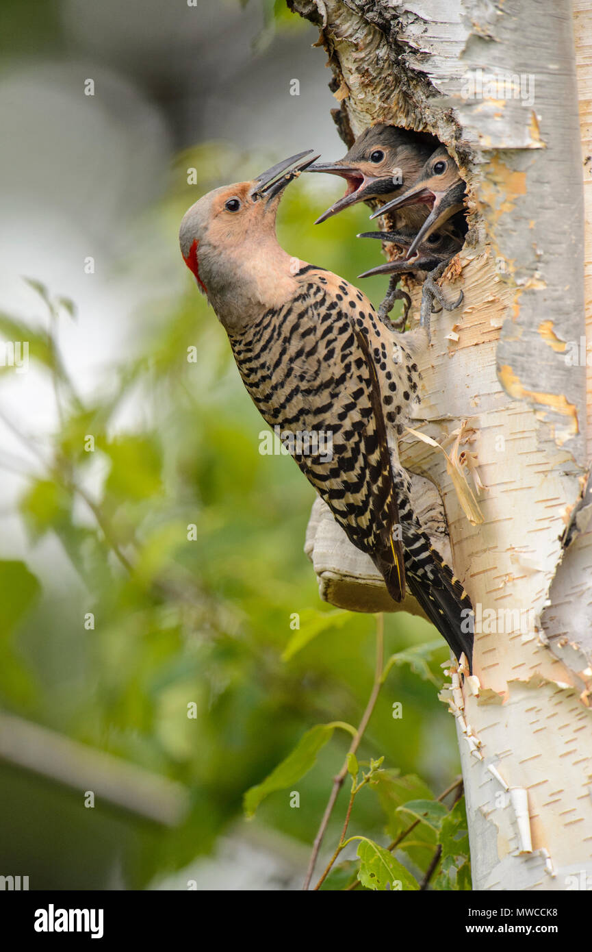 Northern flicker (Colaptes auratus) Adult female feeding young in birch ...