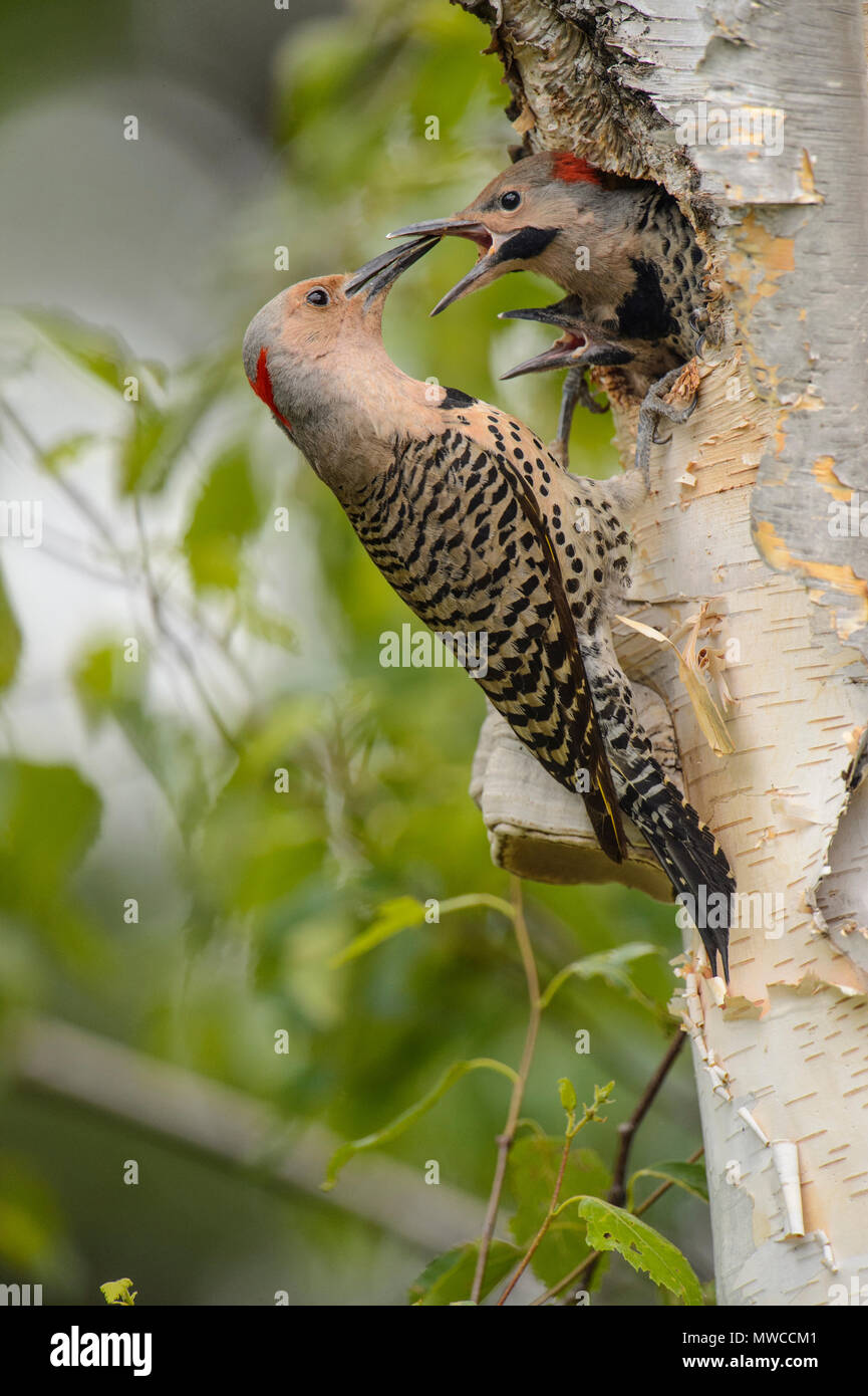 Female Northern Flicker Nest Hi Res Stock Photography And Images Alamy