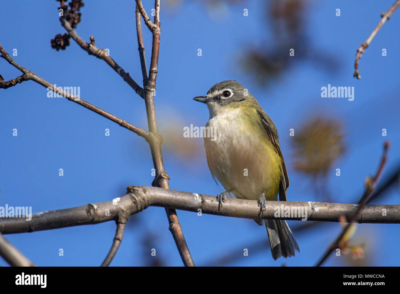 Blue headed vireos hi-res stock photography and images - Alamy