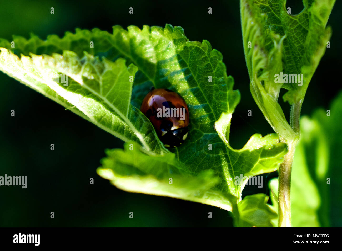 Hot but shady hi-res stock photography and images - Alamy