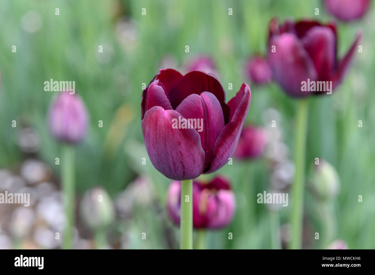 Field of tulips at the beginning of the spring time Stock Photo - Alamy