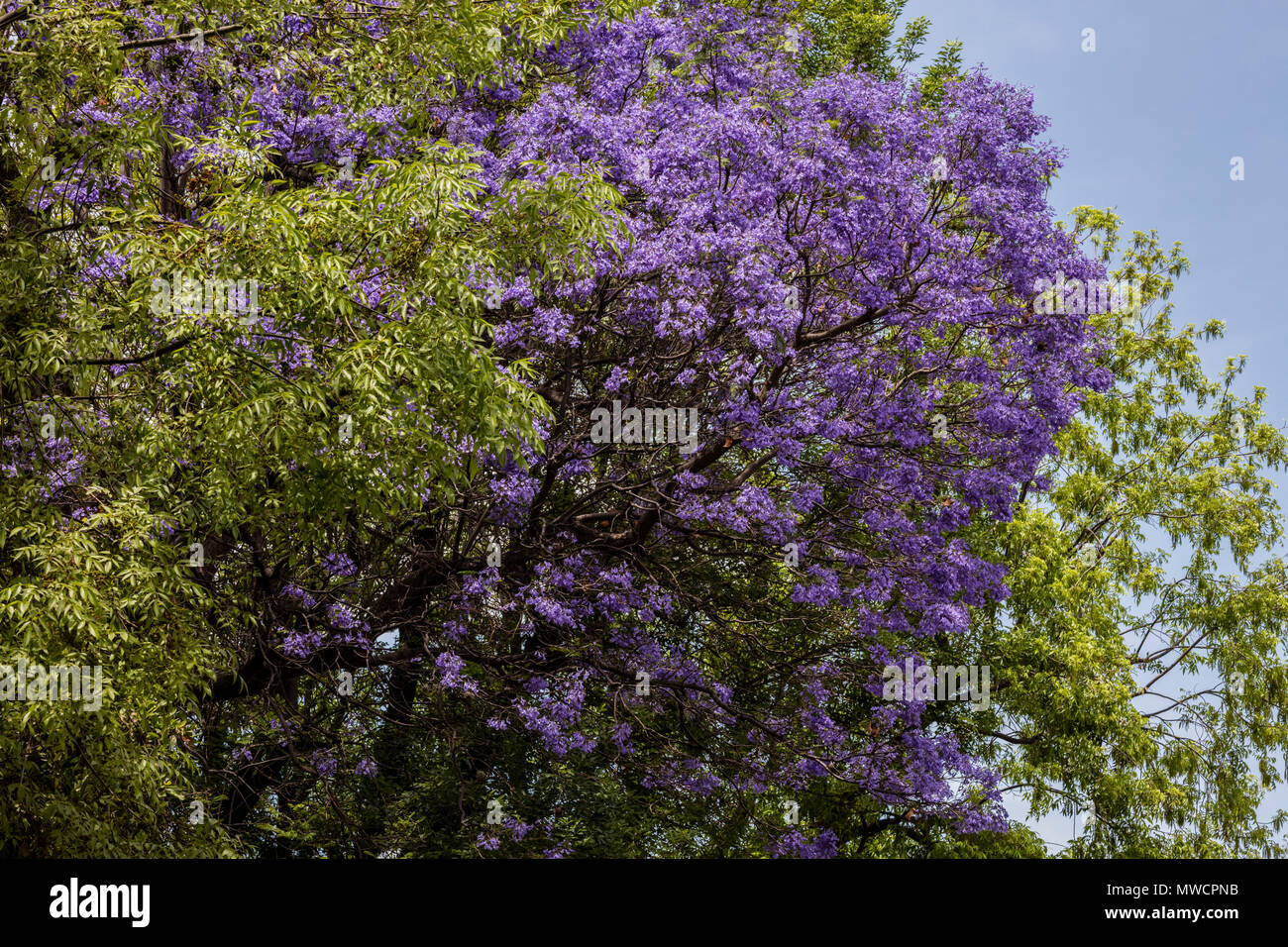 MIMOSA TREES in bloom - SAN MIGUEL DE ALLENDE, MEXICO Stock Photo - Alamy