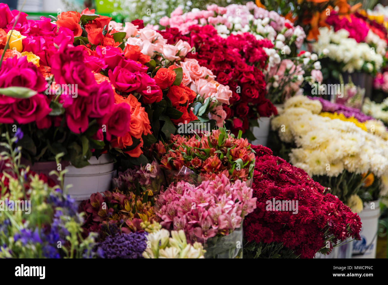 ROSES for sale at the market - SAN MIGUEL DE ALLENDE, MEXICO Stock ...