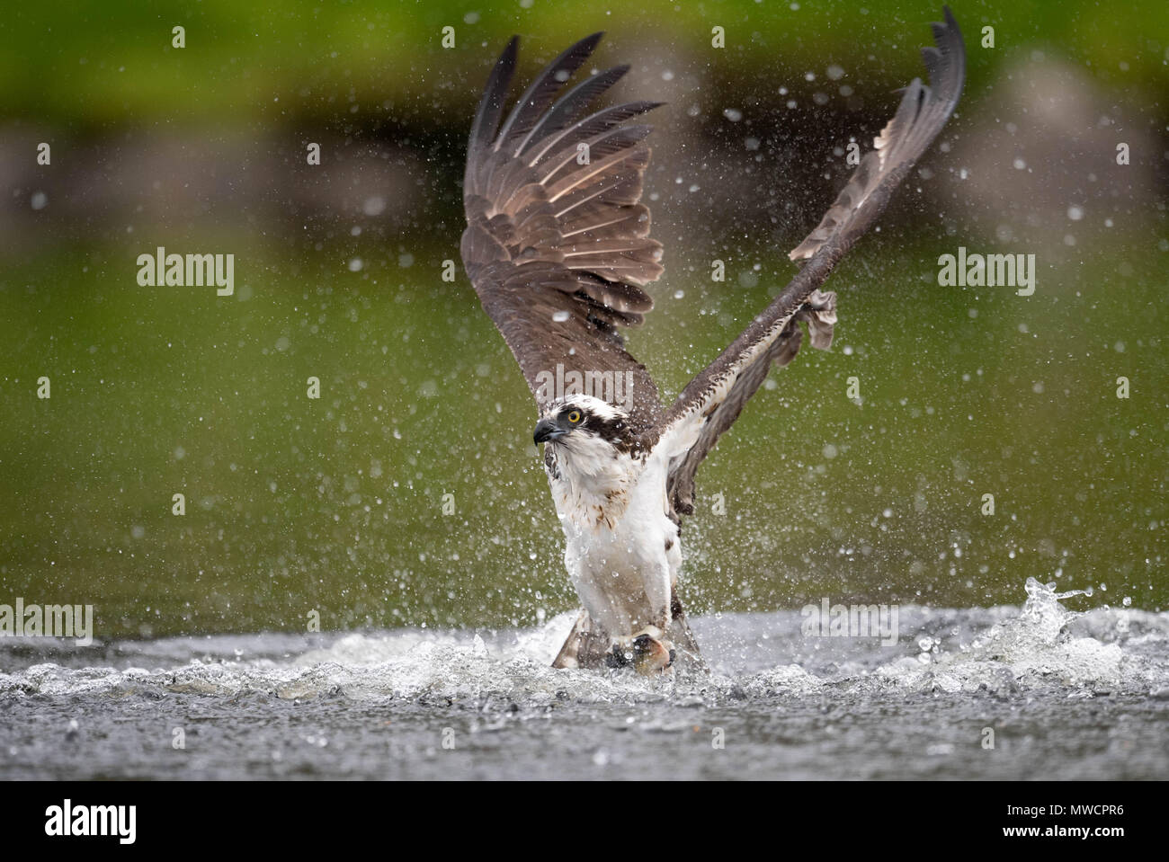 Osprey uk hi-res stock photography and images - Alamy