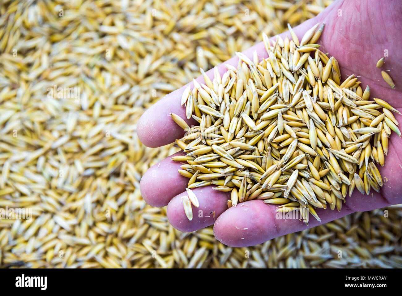 oats in hand, touch grain, wheat, rye, for spring sowing, healthy ...