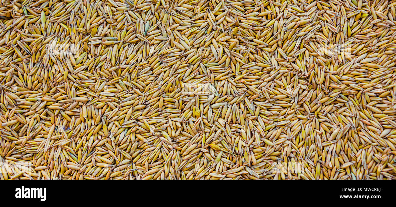 the texture of the grain, oats, wheat, rye, spring crops, the concept ...