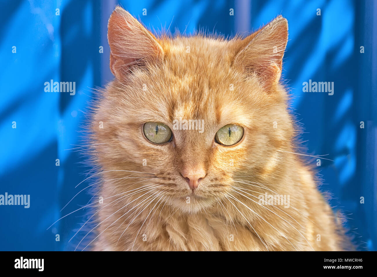 a homeless red cat sits on a blue fence background, a tired look of a ...