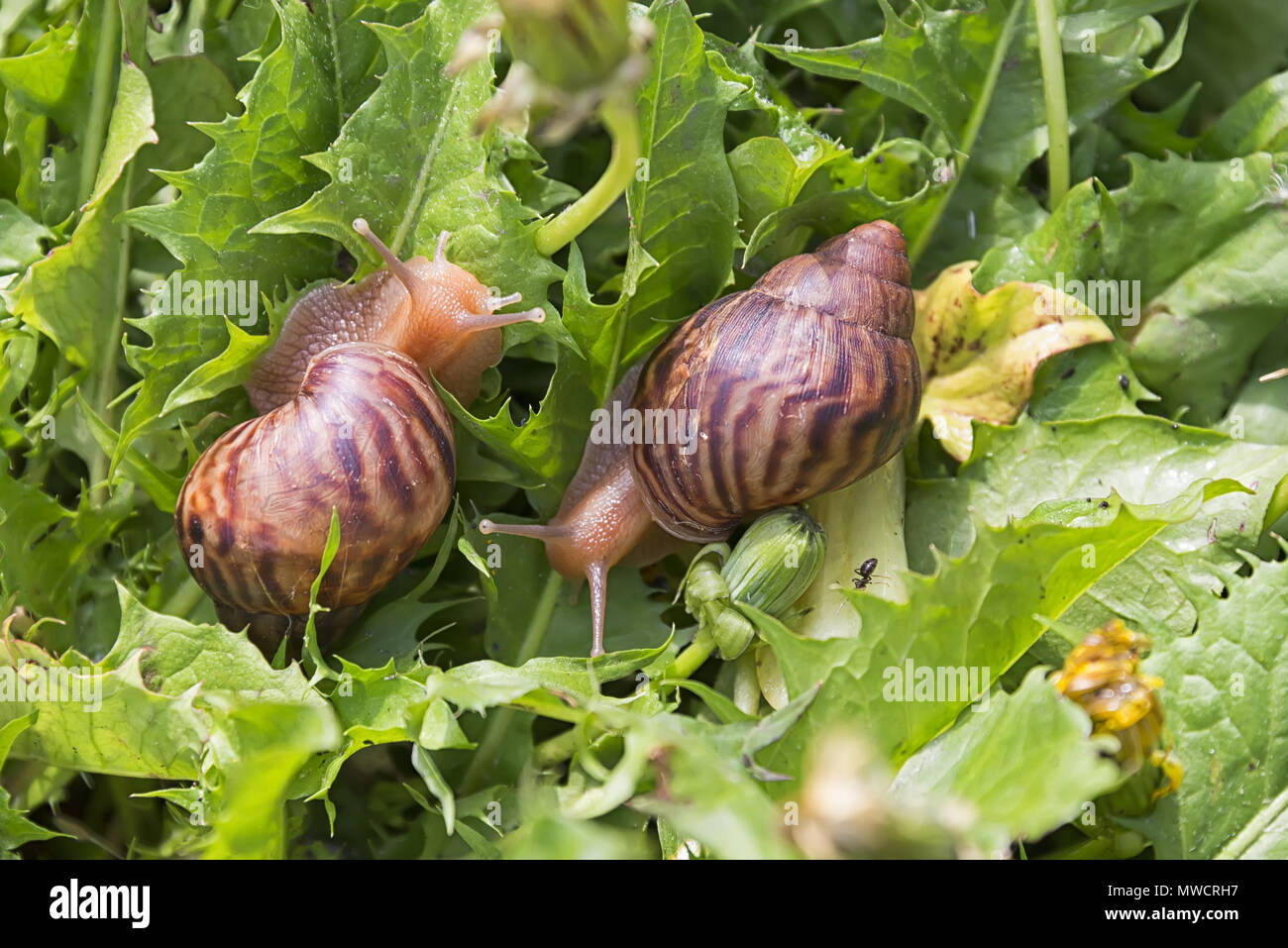 Lung Snails High Resolution Stock Photography and Images - Alamy