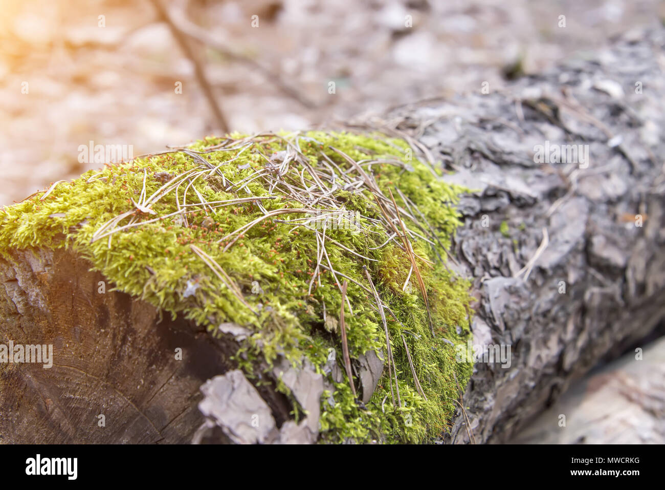 green moss on a tree in the forest, to determine the sides of light and ...