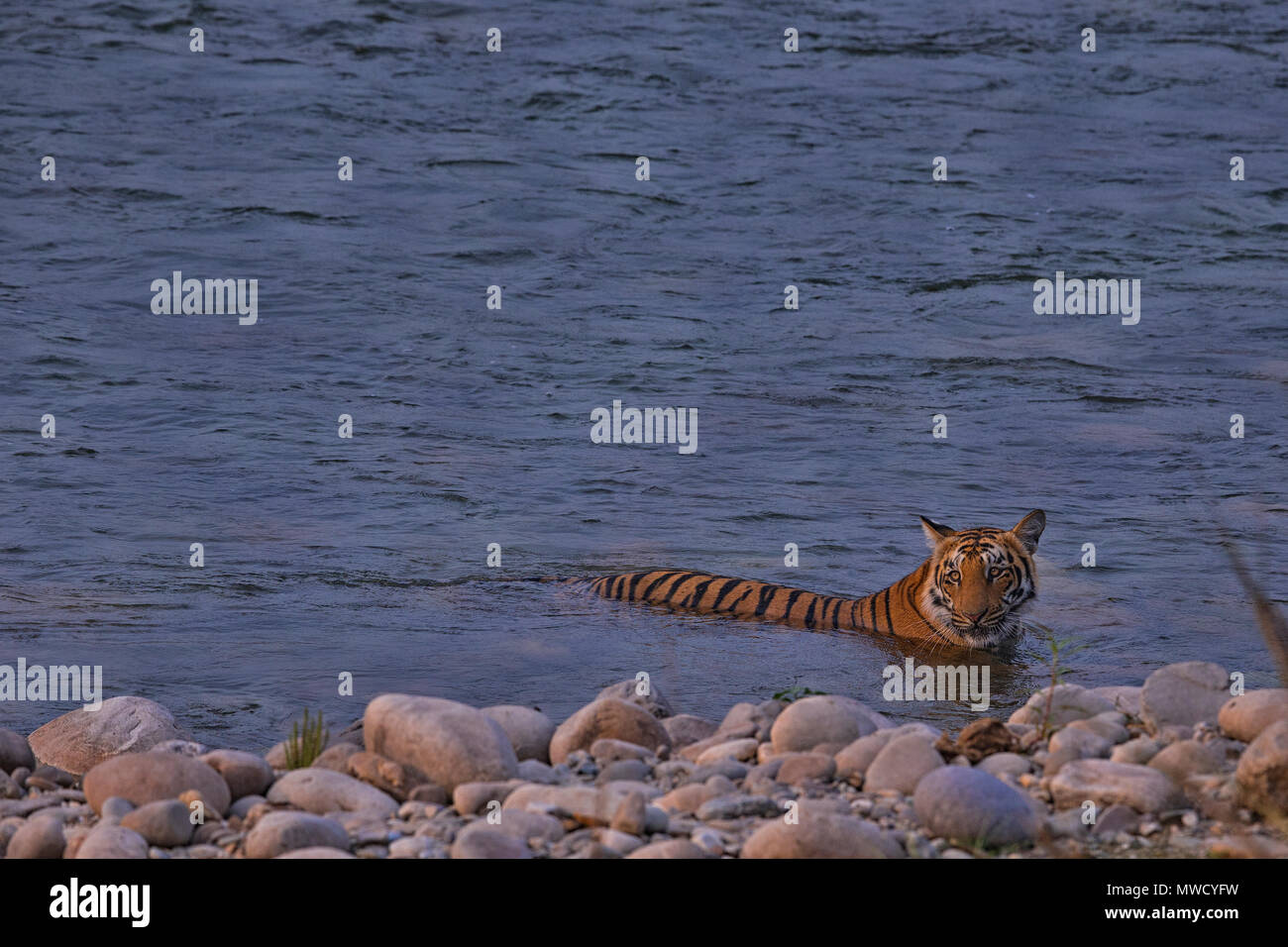 Royal Bengal Tiger crossing a river in Corbett National Park in India Stock Photo - Alamy