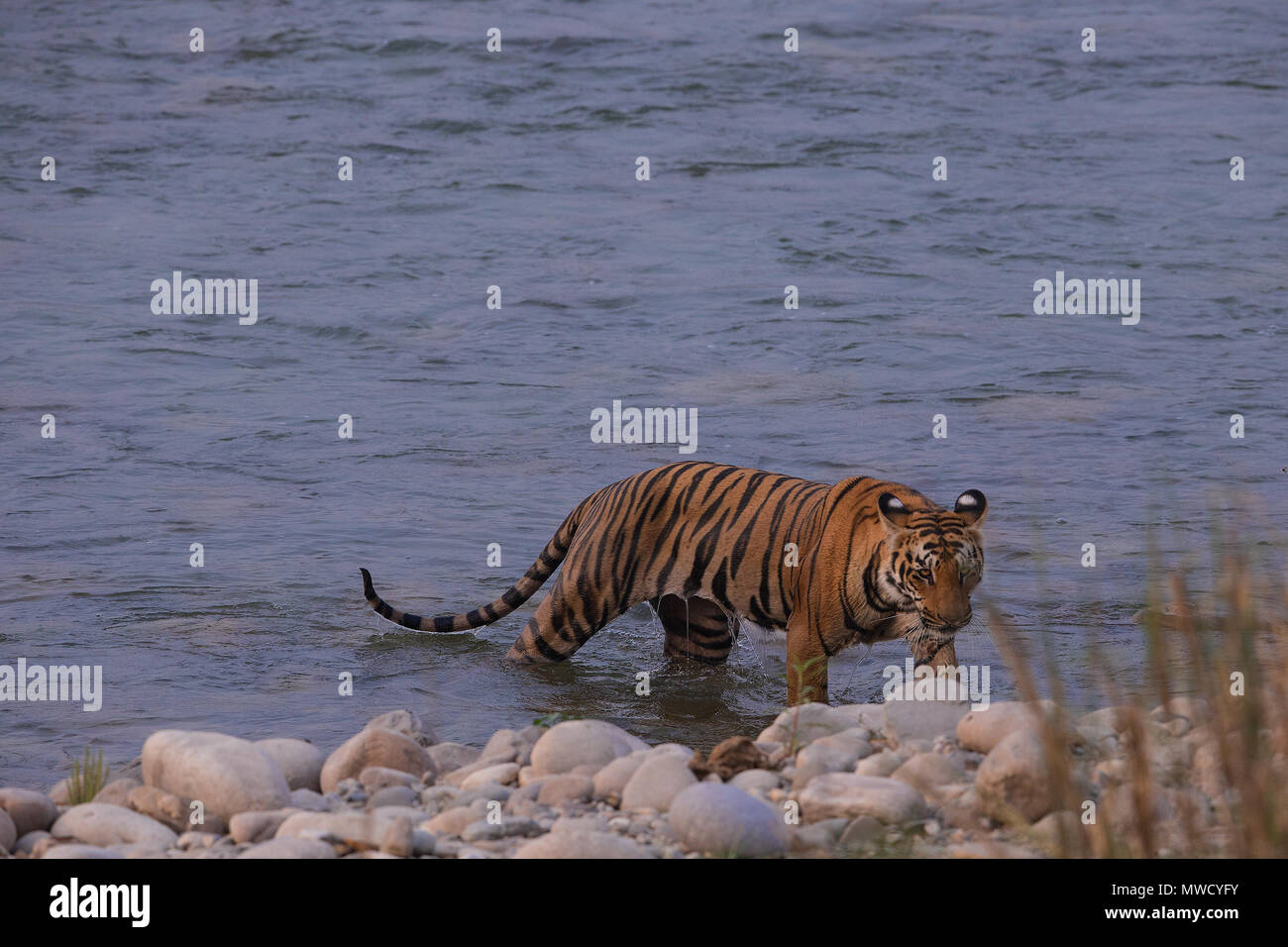 Tiger crossing hi-res stock photography and images - Alamy