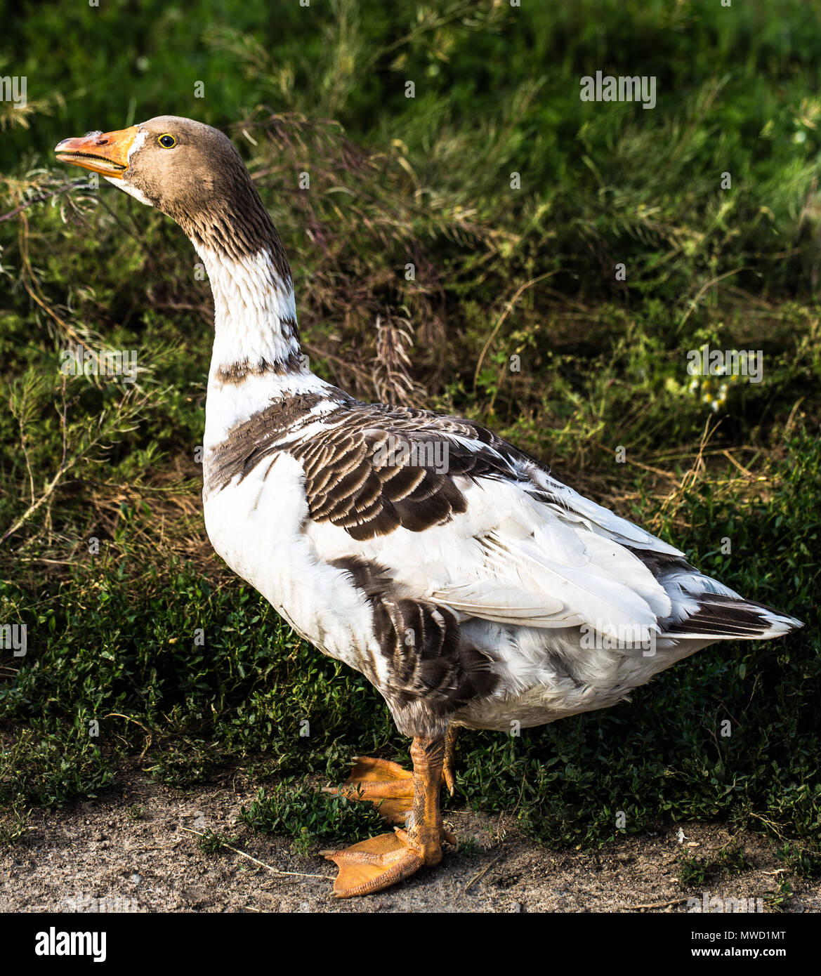 Silly goose hi-res stock photography and images - Alamy