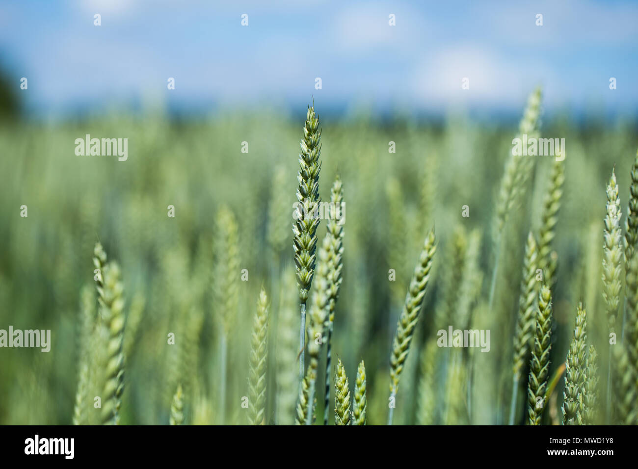 Green head of wheat in agricultural fields, early stages of development ...
