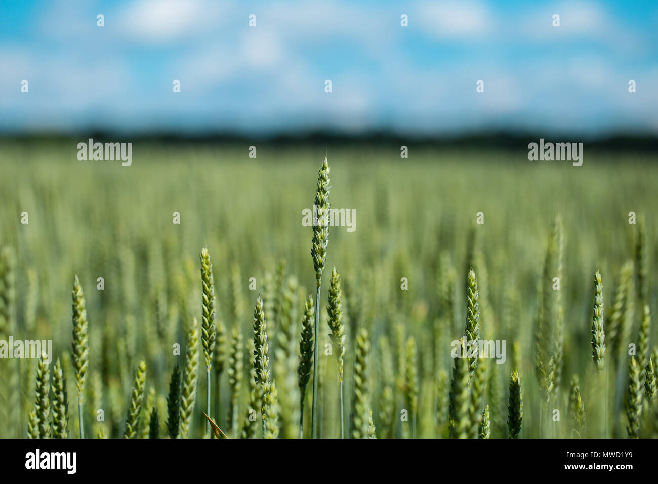 Green head of wheat in agricultural fields, early stages of development ...