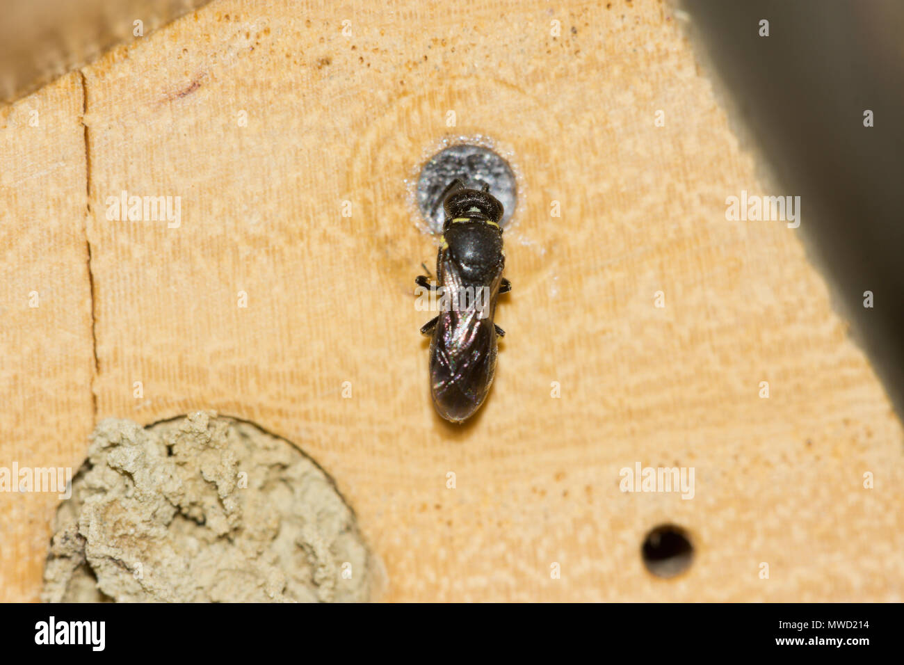Common Yellow-Face Bee (Hylaeus communis) female seals exit of its ...